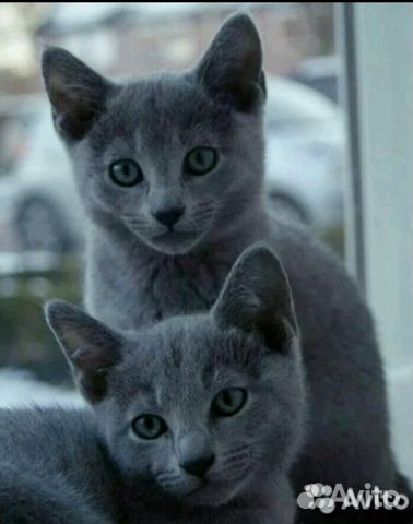 Котята породы Русская голубая/красивые и ласковые