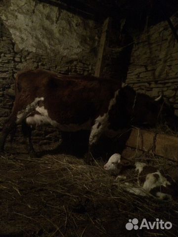 Продаю корову и тёлочку