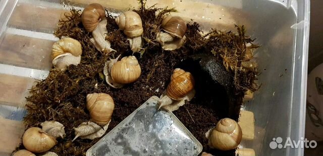 Виноградная улитка (колония)