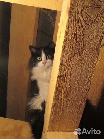 Котята ищут дом