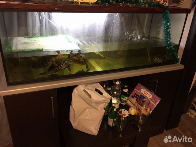 Красноухие черепахи с приданным