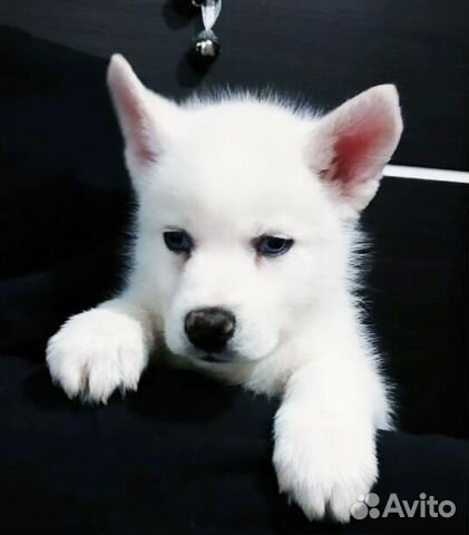 Волкособ, мальчик