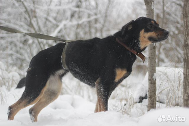 Эффектная очень спокойная и ласковая собака