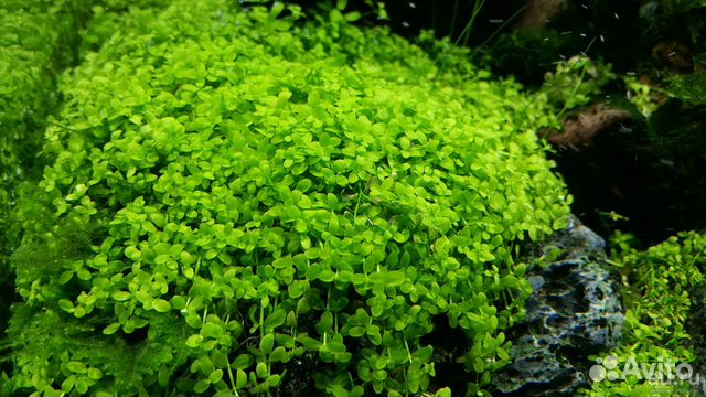 Микрантемум Монте Карло