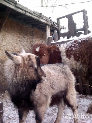 Козлик