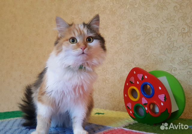 Красавица Манечка в добрый дом