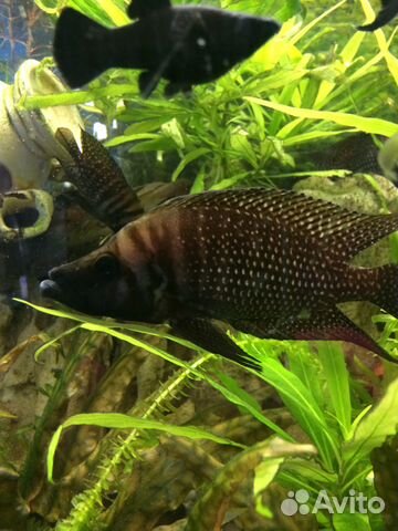 Альтолампрологус кальвус блэк