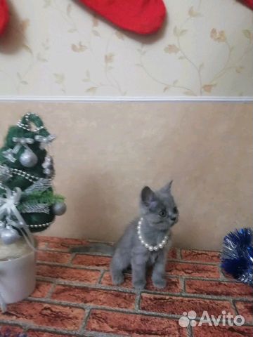 Шотландские котята
