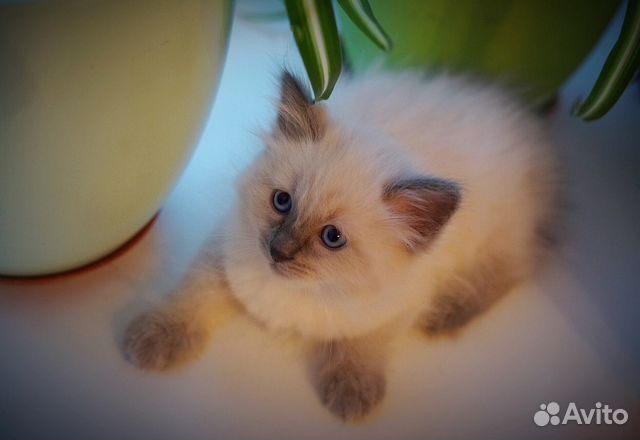 Невская маскарадная