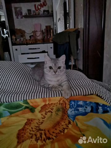 Отдам в хорошие руки