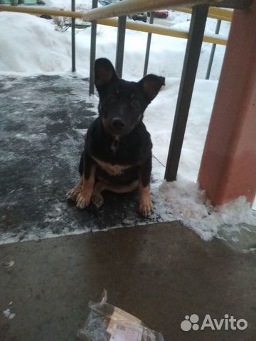 Найдена собака Помогите