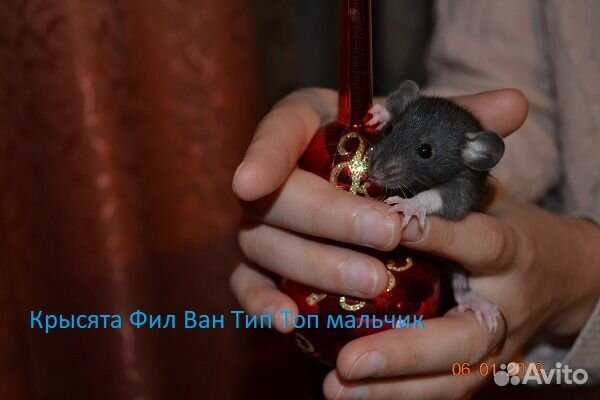 Крыс Крысенок мальчик Дамбо