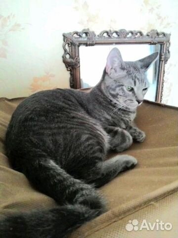 Котенок Бантик