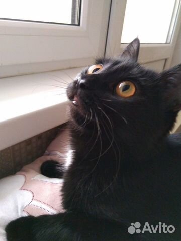 Котик ищет дом