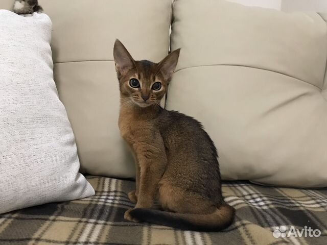 Абиссинская кошечка Фарангиз