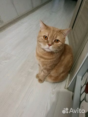 Кот британец
