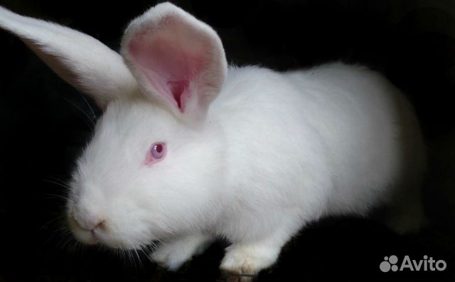 Кролики в продаже