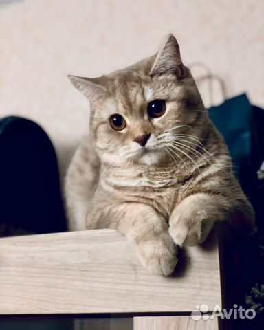 Британская кошка Вязка