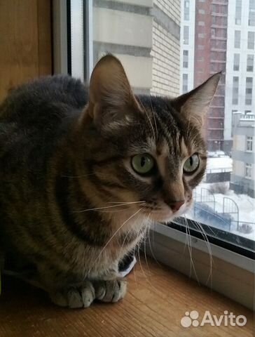 Котейка Моня