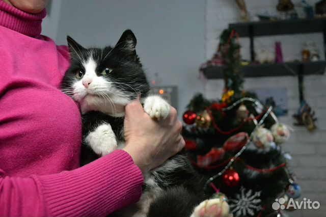 Вкусняшный котик Филя ищет маму
