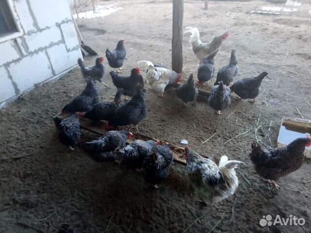 Инкубационное яйцо