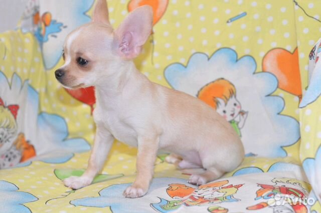 Супер малыш Чихуахуа (щенок 3 мес)