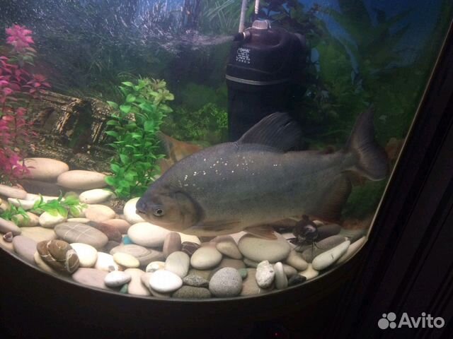 Рыба Паку(семейство пираньи)