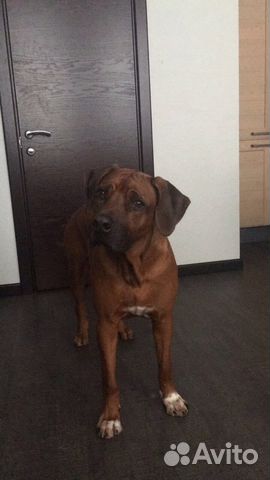 Родезийский риджбек