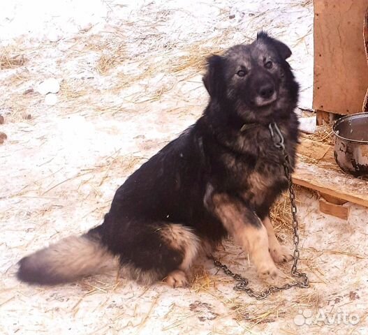 Алиса отдам в добрые руки