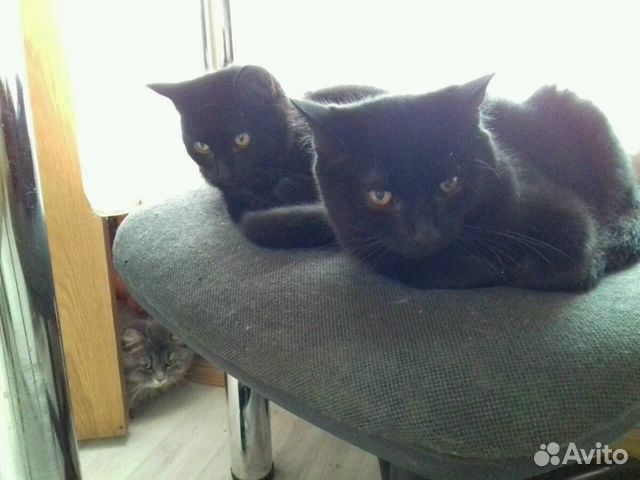 Котики в добрые руки