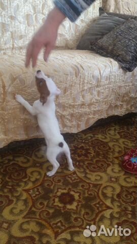 Джек Рассел с документами от РКФ