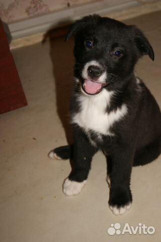 Щенок-мальчик в добрые руки