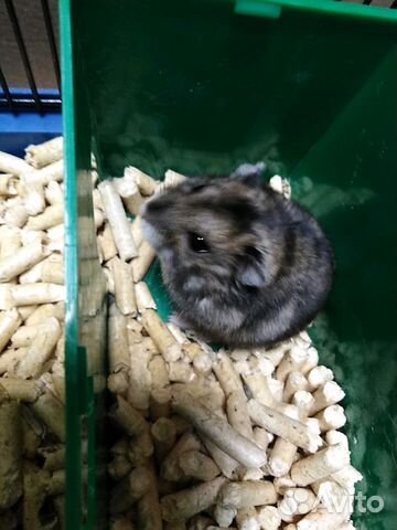 Джунгарский хомяк