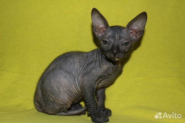 Донская малышка