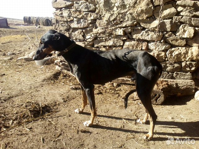 Хортая борзая