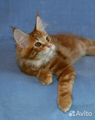 Котята Мейн-кун с документам
