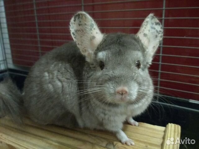 Шиншилла мальчик 3 года ищет невесту