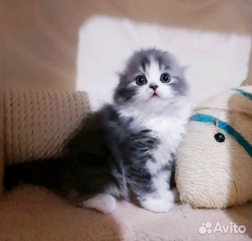 Шикарный мальчик, Apollo Pride Diamond