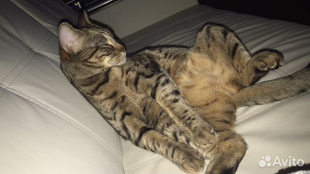 Бенгальская