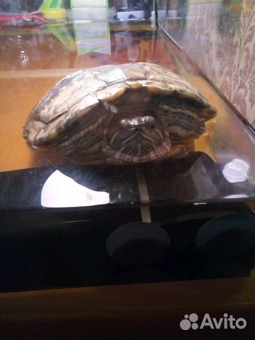 Черепаха