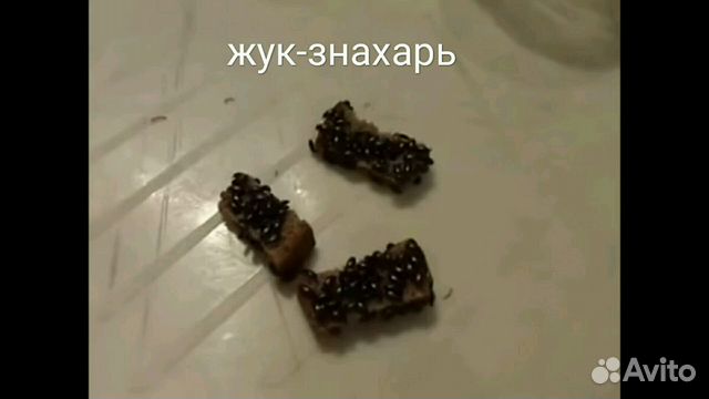 Жук знахарь