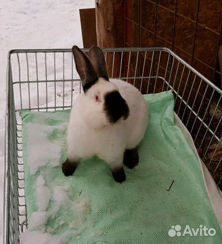 Калифорнийские самцы 4 мес