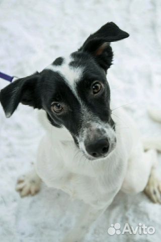 Матиас ищет дом