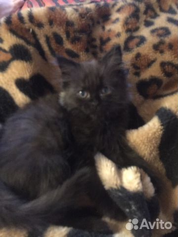 Котенок в добрые руки