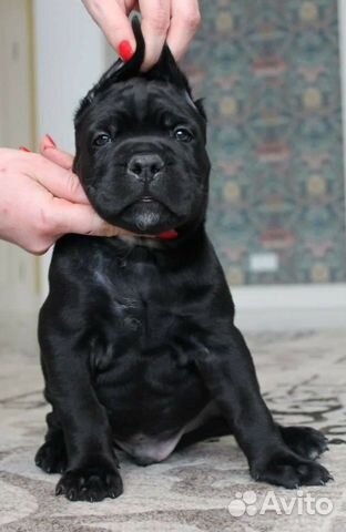 Малыши Кане Корсо