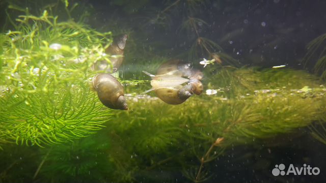 Улитки покемоны