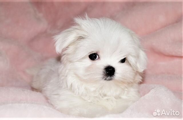 Мальтезе. Минюшки на подушку. РКФ