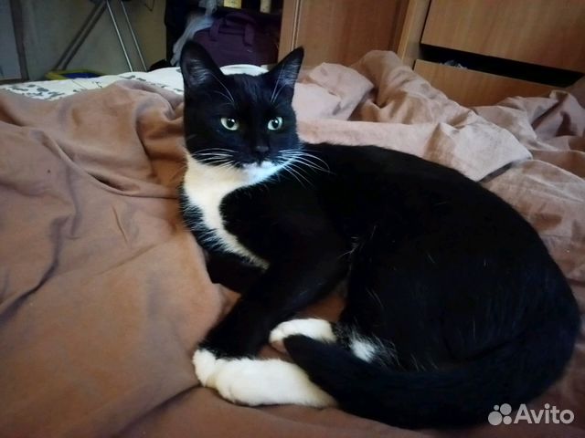 Кошка Мурка 1.5 года