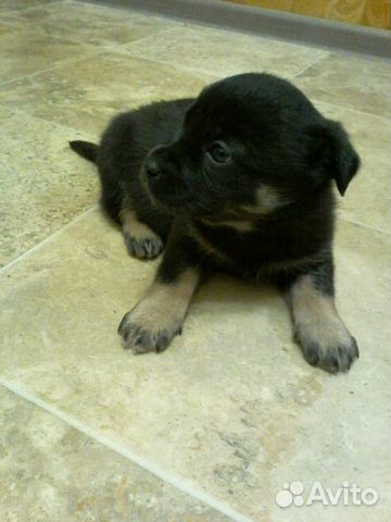 Щенок в добпые руки