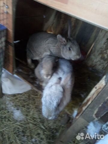 Продам кроликов